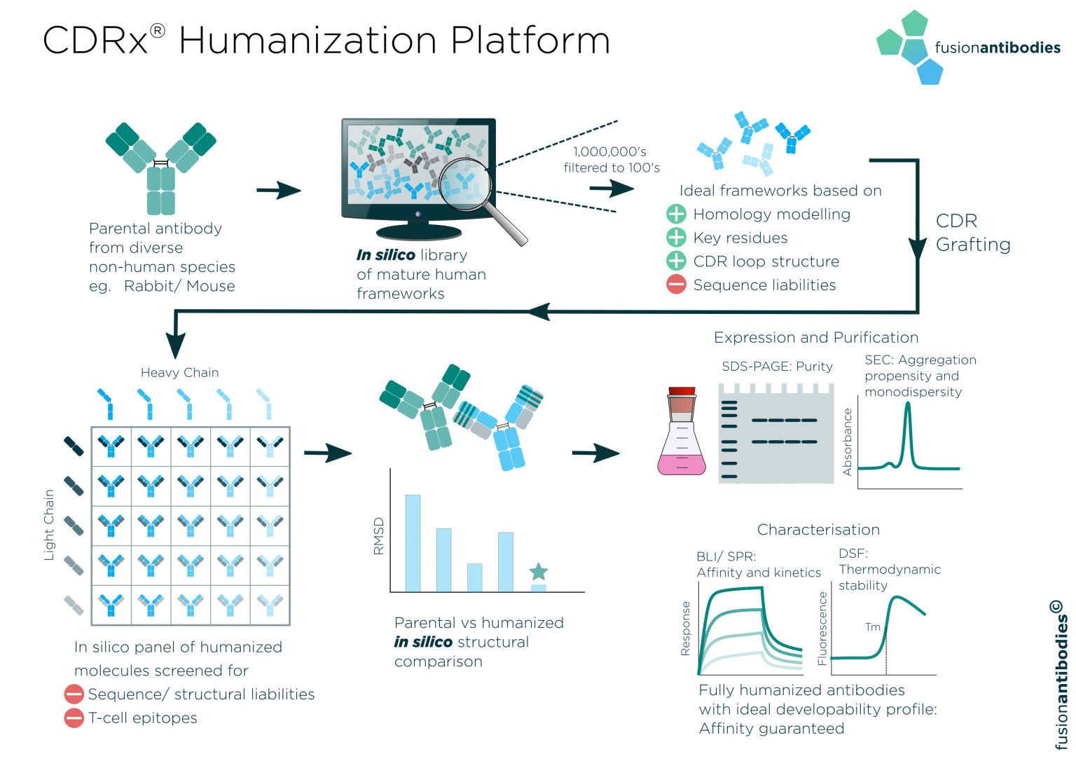 Antibody Humanization | Antibody Engineering | Fusion Antibodies