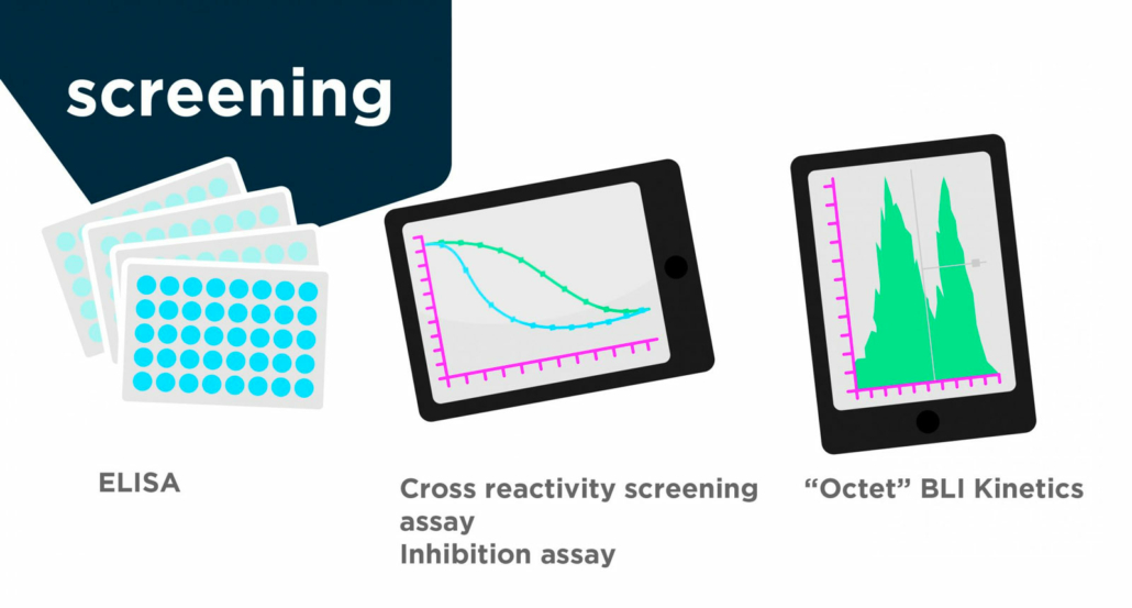 Antibody Discovery | Fusion Antibodies