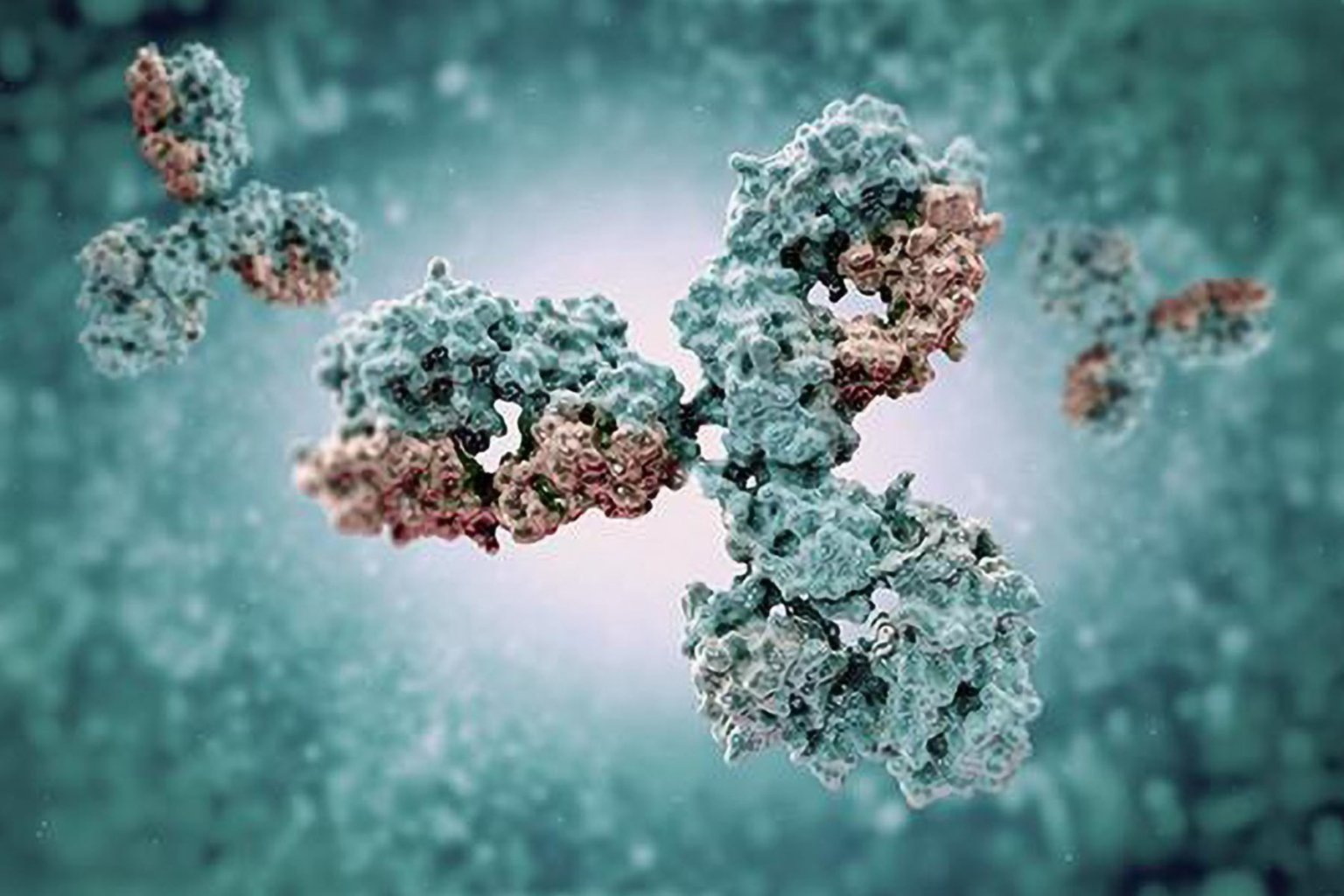 Antibody Development | Antibody Engineering | Fusion Antibodies