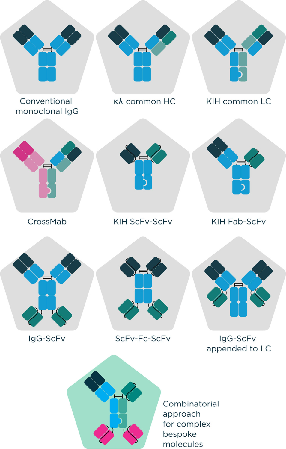 Antibody Reformatting - Fusion Antibodies